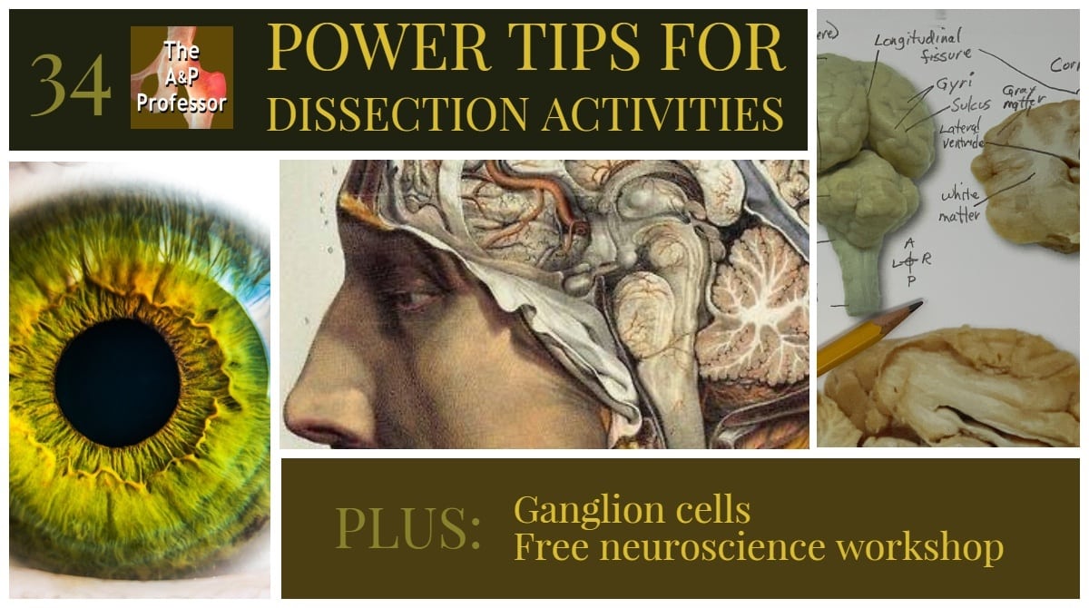 Power Tips for Dissection Activities | Ganglion Cells | TAPP 34