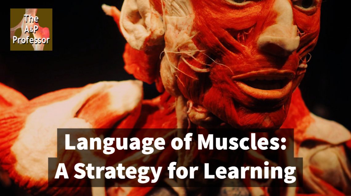 Language of Muscles: A Strategy for Learning | TAPP 39